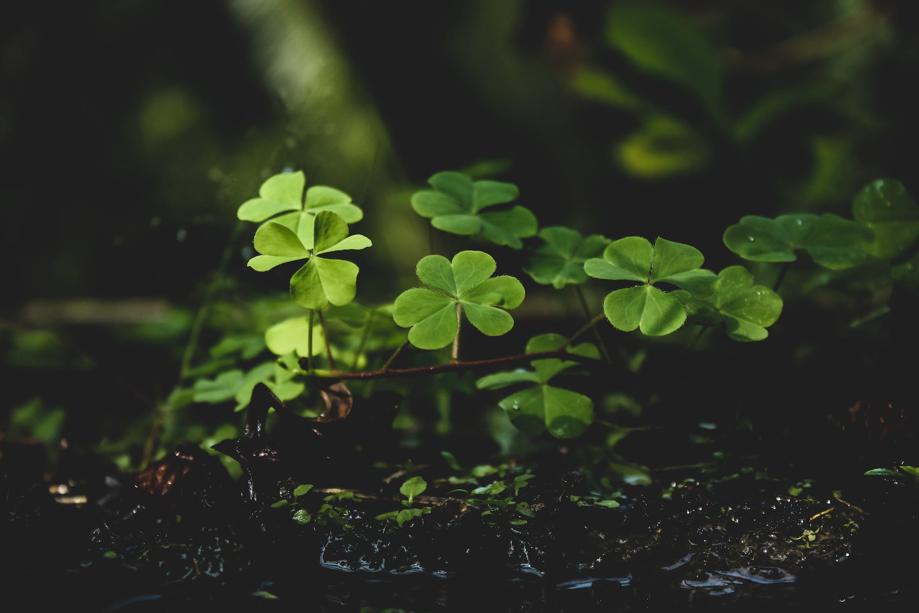 Being Lucky vs Being Shady as Hell – Deeper Than a Puddle